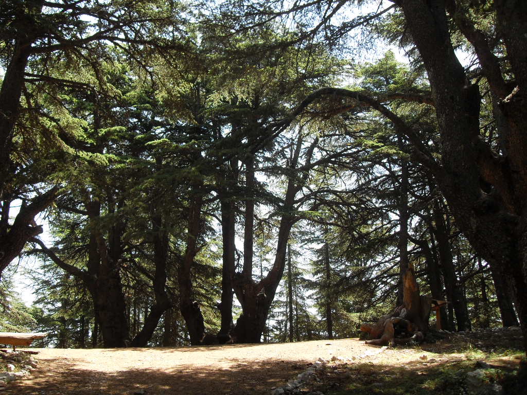 Cèdre du Liban (Arz Lebnan) – Cuisine à Saveur Libanaise